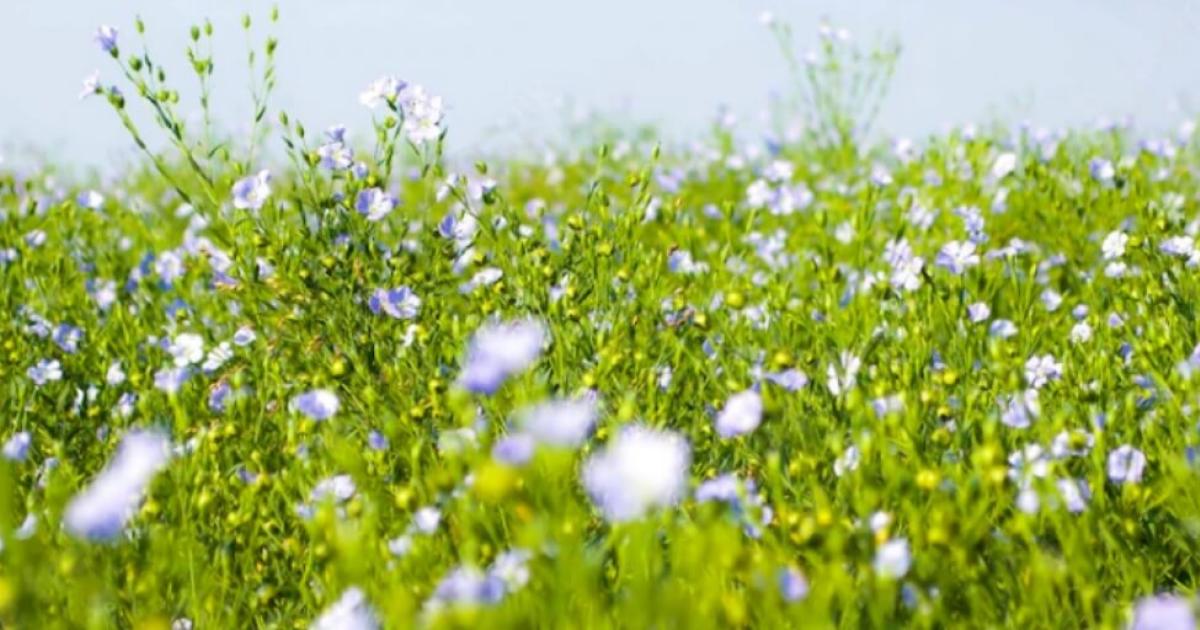 Pourquoi le lin est-il un tissu écologique ? | Blog Camif